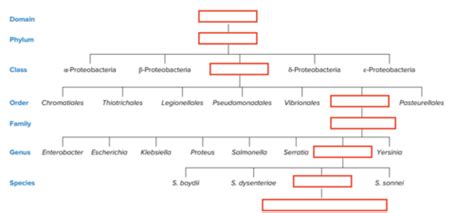 Rita Micro Lecture 8 Bacterial Taxonomy Classification G Flashcards Quizlet