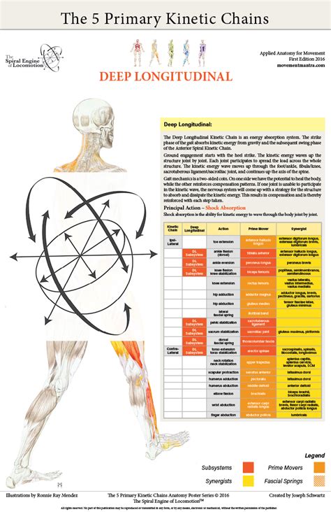 The 5 Primary Kinetic Chains Poster Set And Desktop Edition Now
