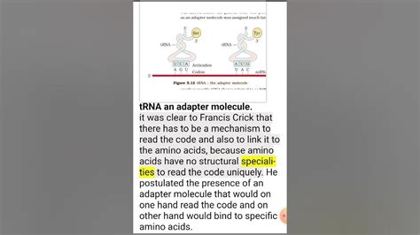 Trna An Adapter Molecule Youtube