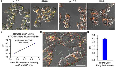 Imagej Measuring Fluorescent Intensity