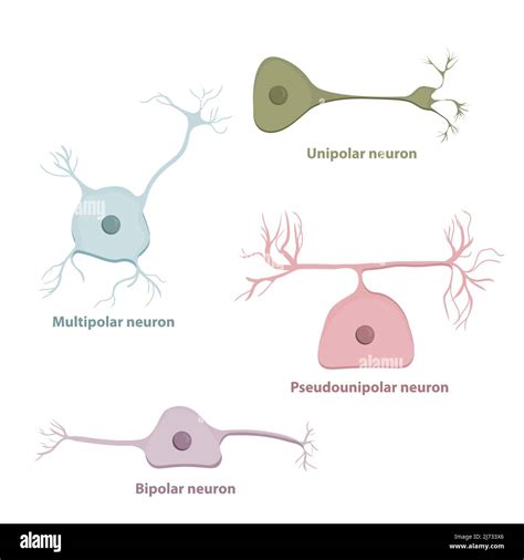 Unipolar Neuron Histology