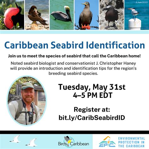 Seabird Identification Birdscaribbean