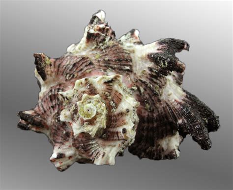 Angaria Delphinus F Laciniatus Archives Malacology