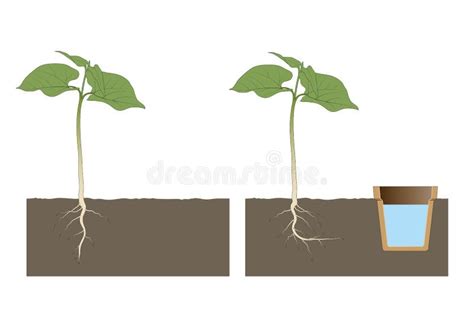 Hydrotropism S A Plant`s Growth Response In Which The Direction Of