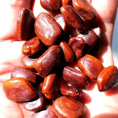 Jual Kg Biji Benih Asem Jawa Kab Nganjuk Bibithijau Tokopedia