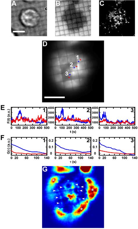Transient Enrichments Of The Actin Cytoskeleton Occur At Tcr Clusters