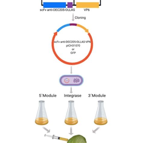 Schematic Representation Of The Vector Construction And Expression Of Download Scientific