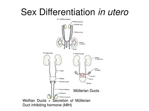 PPT Sex Differentiation And Dimorphism PowerPoint Presentation Free Download ID