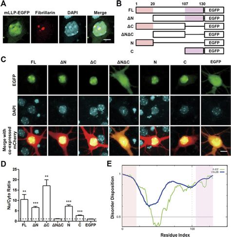 Subcellular Localization And Intrinsic Disorder Of Mllp Protein A Download Scientific