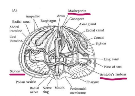 Echinodermata Echinoidea Flashcards Quizlet