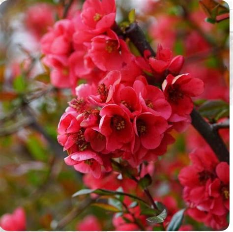 Magnolia • მაგნოლია დეკორატიული კომში Facebook