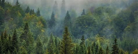 How To Check Tree Preservation Orders Tree Preservation Orders Uk