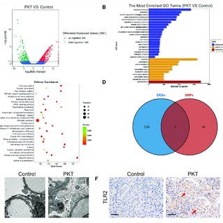 Identification And Functional Annotation Of DEGs And Validation Of