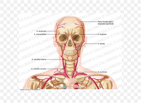 External Carotid Artery Cadaver