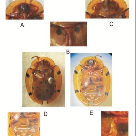 A Mouth Parts And Antennae B Scutellum C Pronotum And Head D Download Scientific Diagram