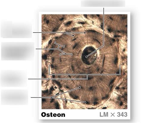 Microstructure Of A Compact Bone Diagram Quizlet