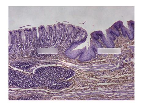 Histology Lab 4 5 Diagram Quizlet
