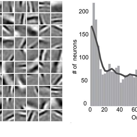 Anisotropy In Orientation Selectivity A Learned Weighting Profiles Of Download Scientific