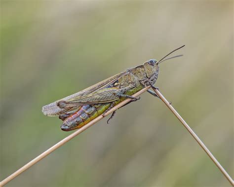 Strong Grasshopper By Witoldhippie On Deviantart