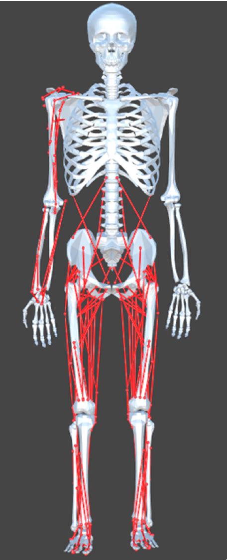 Figure 3 From Real Time Vertical Ground Reaction Force Estimation In A Unified Simulation