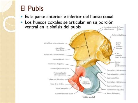 Anatomía De La Sínfisis Púbica