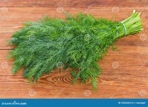 Bundle Of Stems Of Cassavagrow Cassava Preparing For Cassava Field