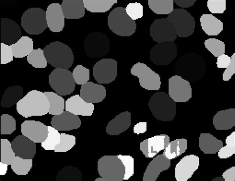 Suspicious Results · Issue 2004 · Pytorch Vision · Github