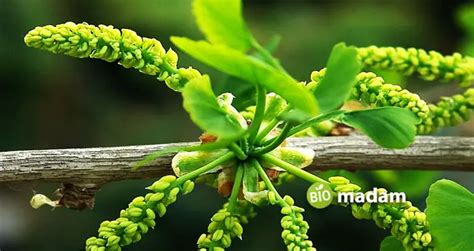 Difference Between Angiosperms And Gymnosperms Biomadam