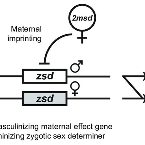5 The Maternal Effect Genomic Imprinting Sex Determination Megisd