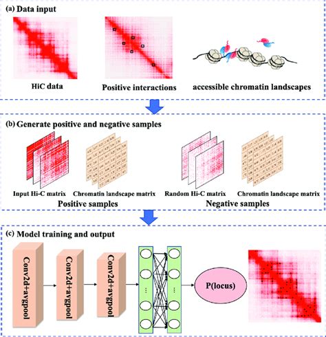 The Workflow Of Dloopcaller A Data Inputs Includes Hi C Matrix Download Scientific Diagram