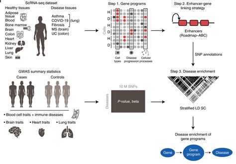 single cell rna sequencing and gwas data integration discover new disease cell types and