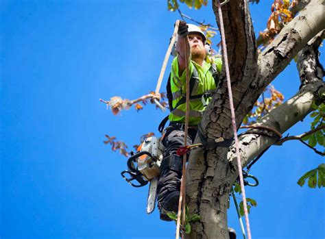 How Much Do Tree Surgeons Earn Checkatrade