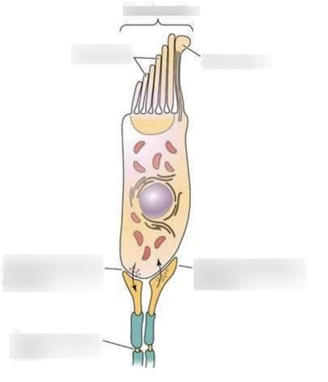 Synapse Diagram Diagram Quizlet