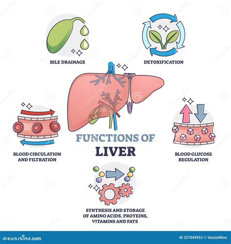 Liver Functions Cartoon Vector 61319483