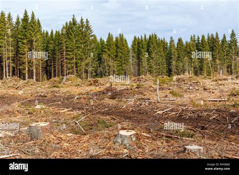 Tree Stumps In A Clear Cutting Stock Photo Alamy