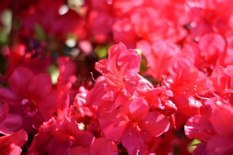 Azalea Stock Image Image Of Detail Background Leaf 260652021