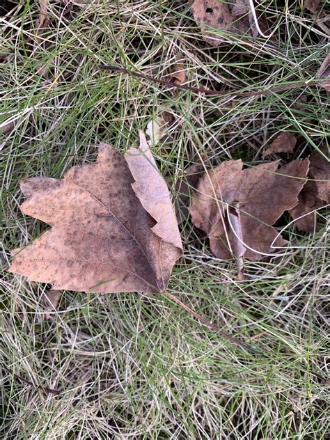 Red Maple Search Native Plant Hub