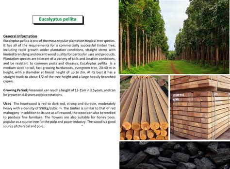 Eucalyptus Spp