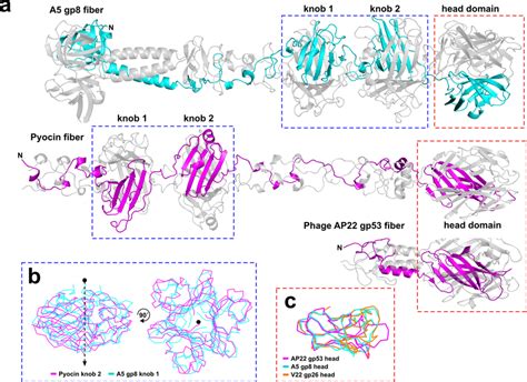 Structural Similarities Between Alteromonas Phage Tail Fibers And Other Download Scientific