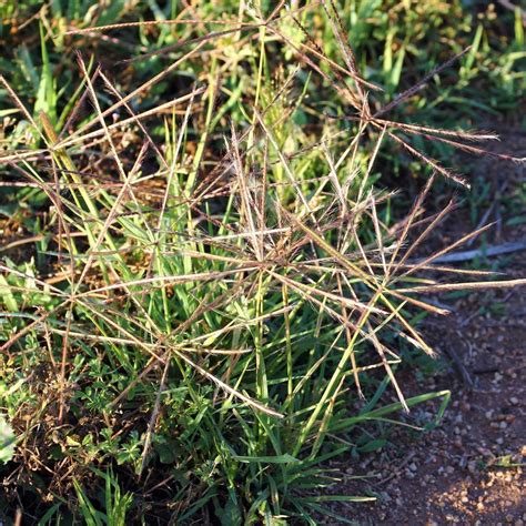 Chloris Truncata Windmill Grass Rocky Hill Regeneration Project