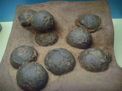A Fossilized Dino Nest Was Found Intact Animals Around The Globe