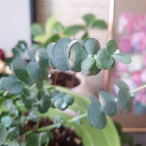 유칼립투스 잎 갈변 지식in