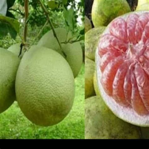 Jual Tanaman Jeruk Manis 💯 Harga Murah And Kualitas Terbaik April 2026