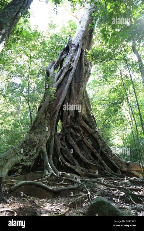 Tree With Long Roots In A Forest Stock Photo Alamy