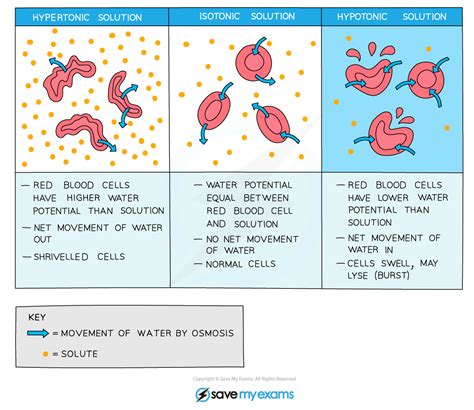Osmoregulation Edexcel Gcse Biology Revision Notes 2018