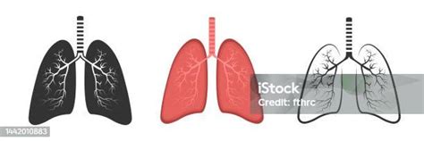 현실적인 폐 해부학 폐 아이콘 세트입니다 호흡기 시스템 건강한 폐 편평 의료 기관 고립 된 벡터 그림입니다 폐에 대한 스톡 벡터 아트 및 기타 이미지 Istock