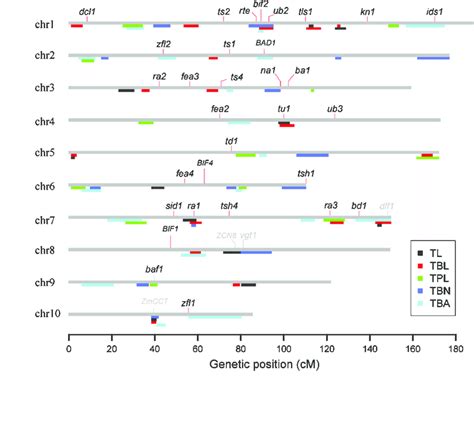 Genomic Distribution Of Tassel Trait Quantitative Trait Loci Qtls And
