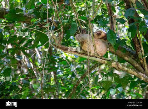 A Wild Hoffmanns Two Toed Sloth Choloepus Hoffmanni Sitting In A