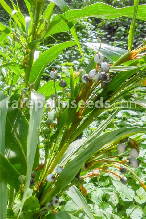 Coix lacryma-jobi – Job's Tears – Buy seeds at rarepalmseeds.com