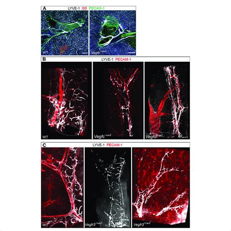 Importance Of The Vegf Cvegfr 3 Signaling Axis For Hepatic Lymph